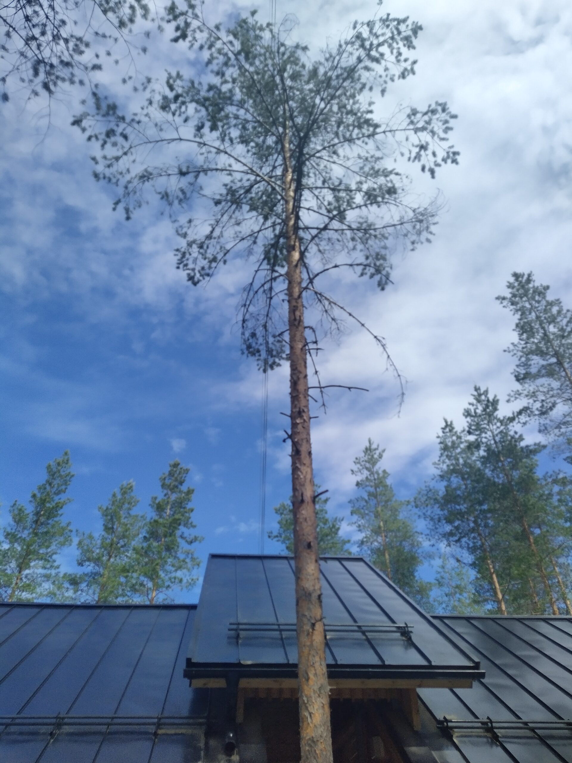 Carbon Tree – Open Forest